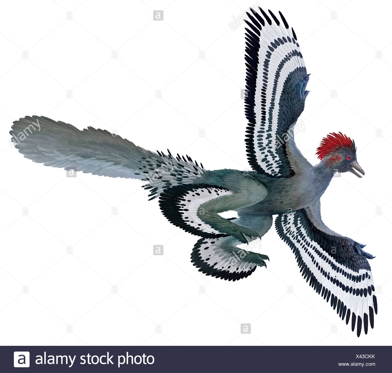 Feathered Dinosaur Stock Photos & Feathered Dinosaur Stock Images - Alamy