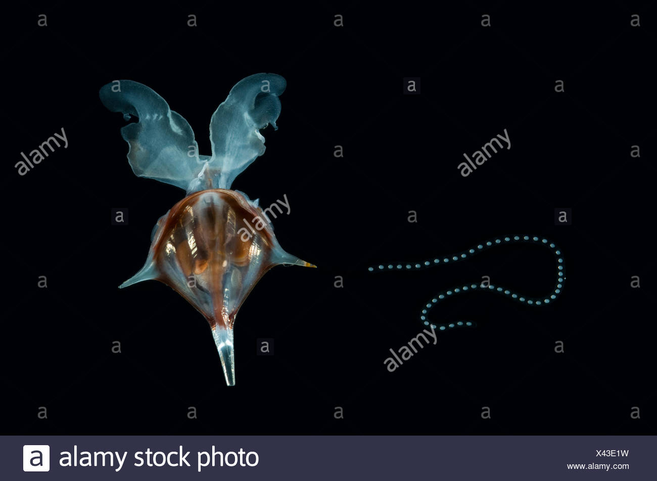 Sea Mollusc High Resolution Stock Photography and Images - Alamy