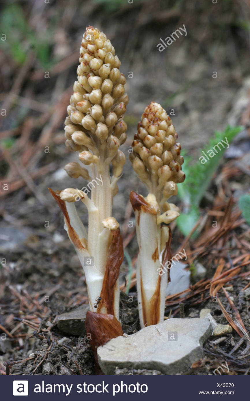 Saprophytes High Resolution Stock Photography and Images - Alamy
