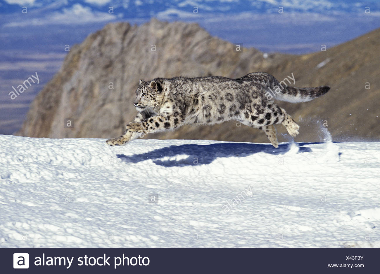 Snow Leopard Stock Photos & Snow Leopard Stock Images - Alamy