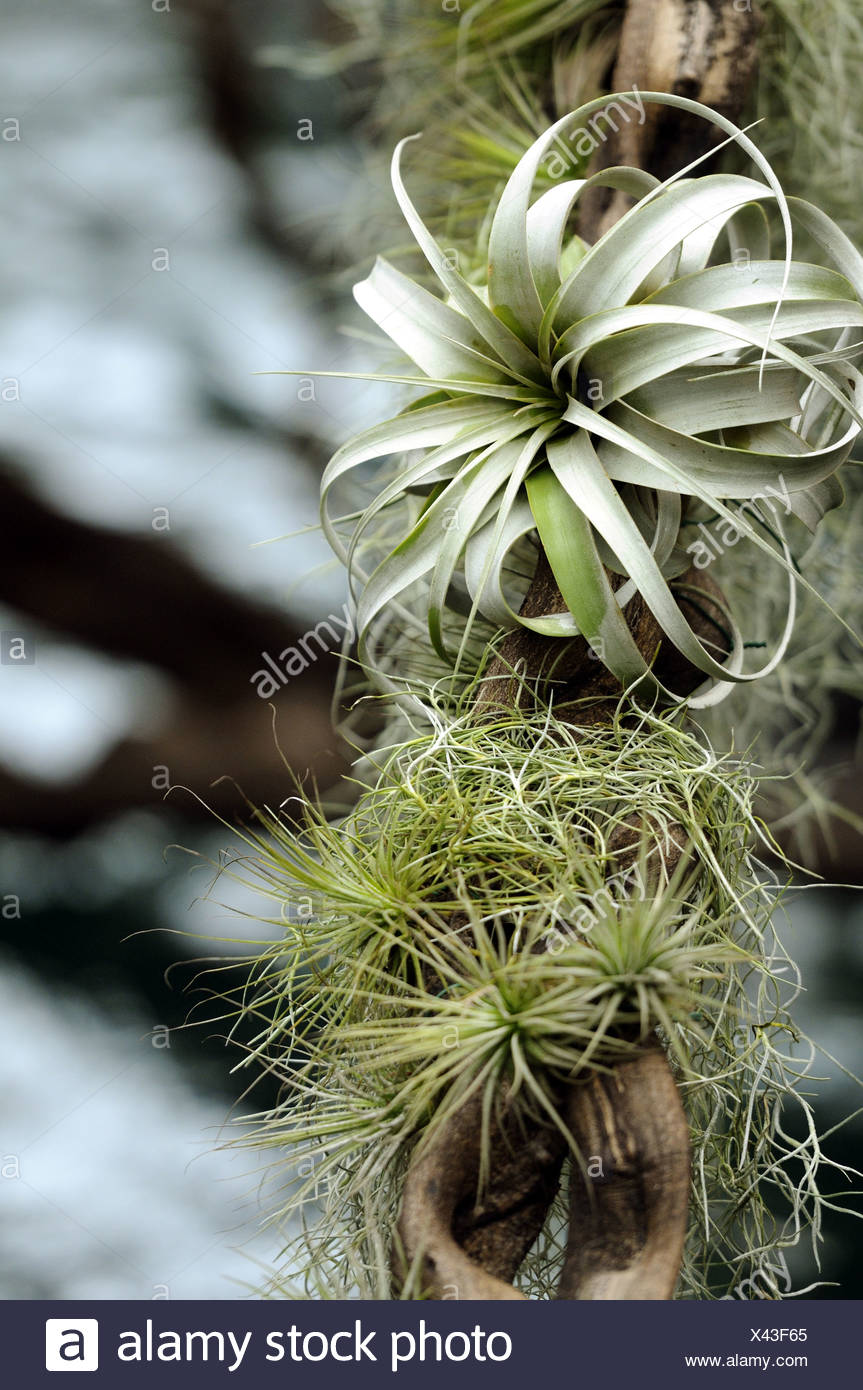 Tillandsia High Resolution Stock Photography and Images - Alamy