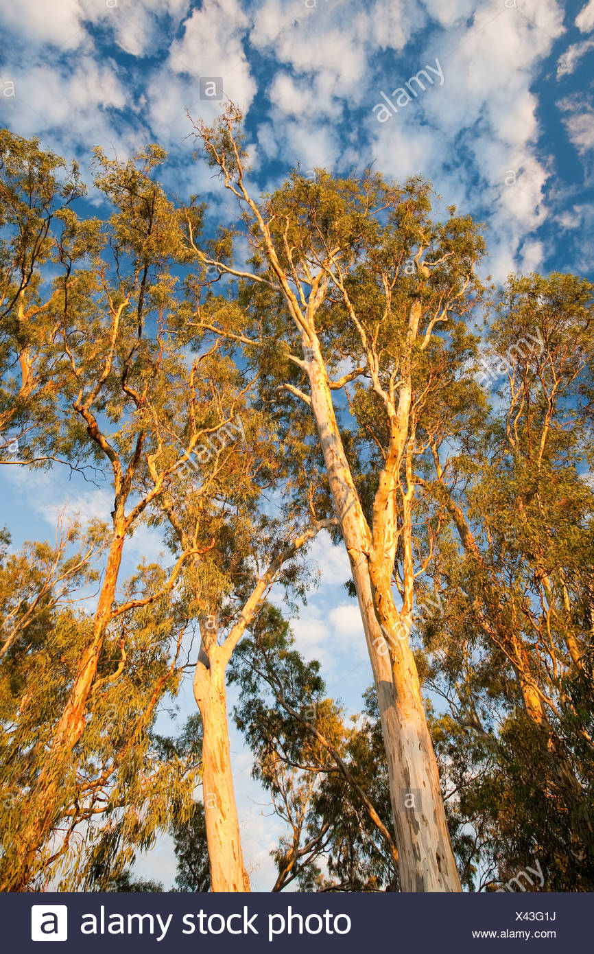 Red Gum Tree High Resolution Stock Photography and Images - Alamy