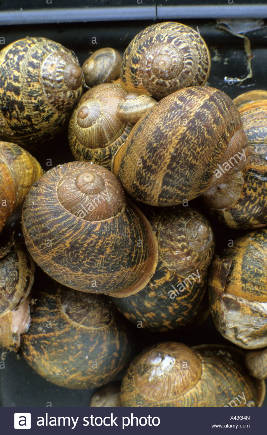 Hibernating Snails Stock Photos & Hibernating Snails Stock Images - Alamy