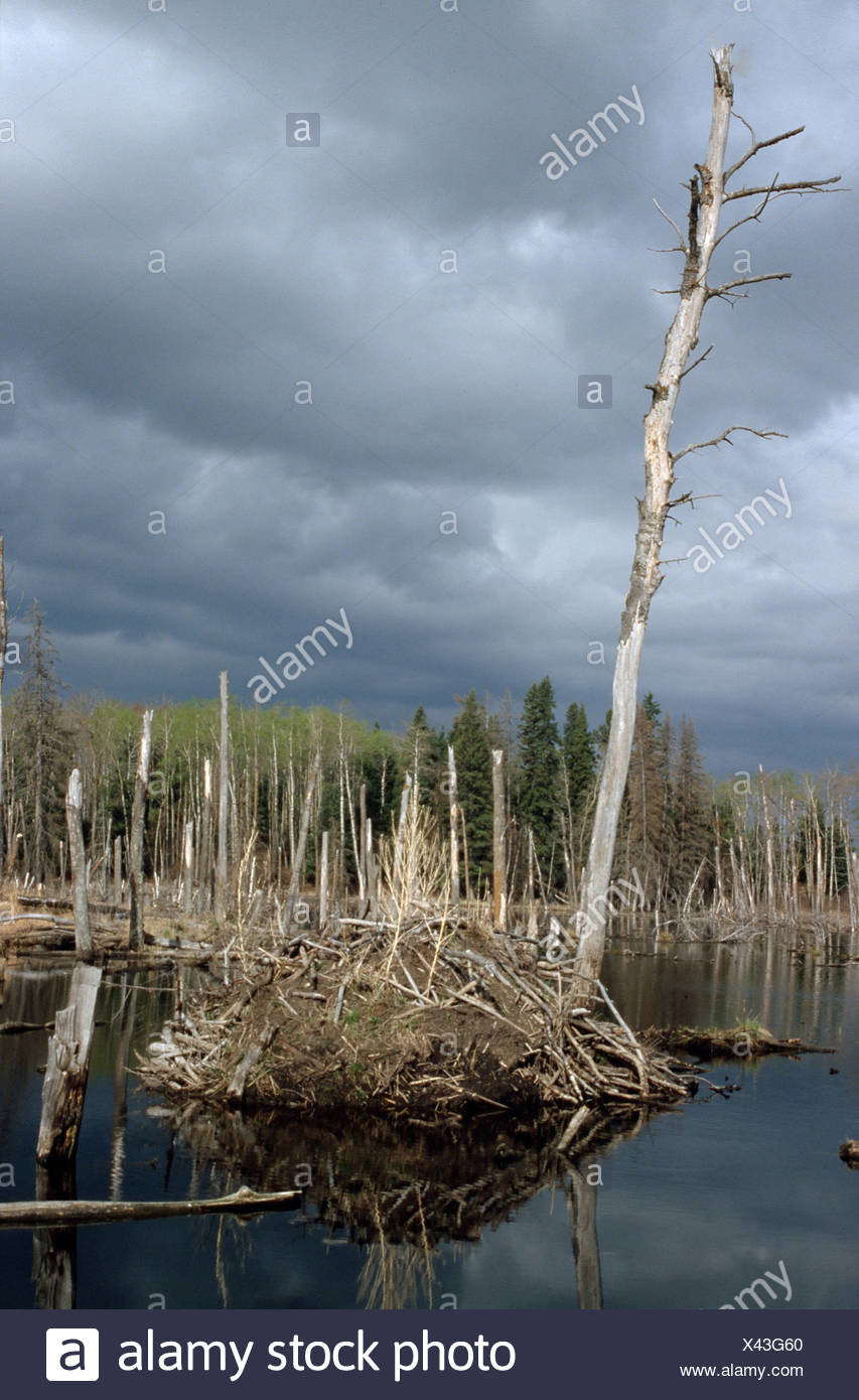 Beaver Nest Stock Photos & Beaver Nest Stock Images - Alamy