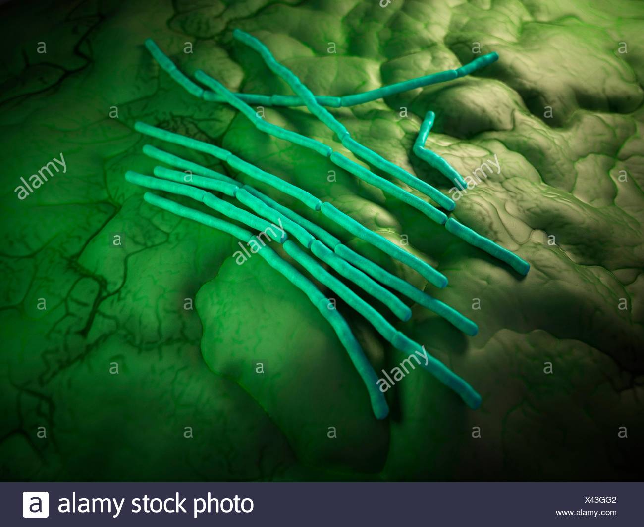 Bacillus Cereus Bacteria Illustration High Resolution Stock Photography ...