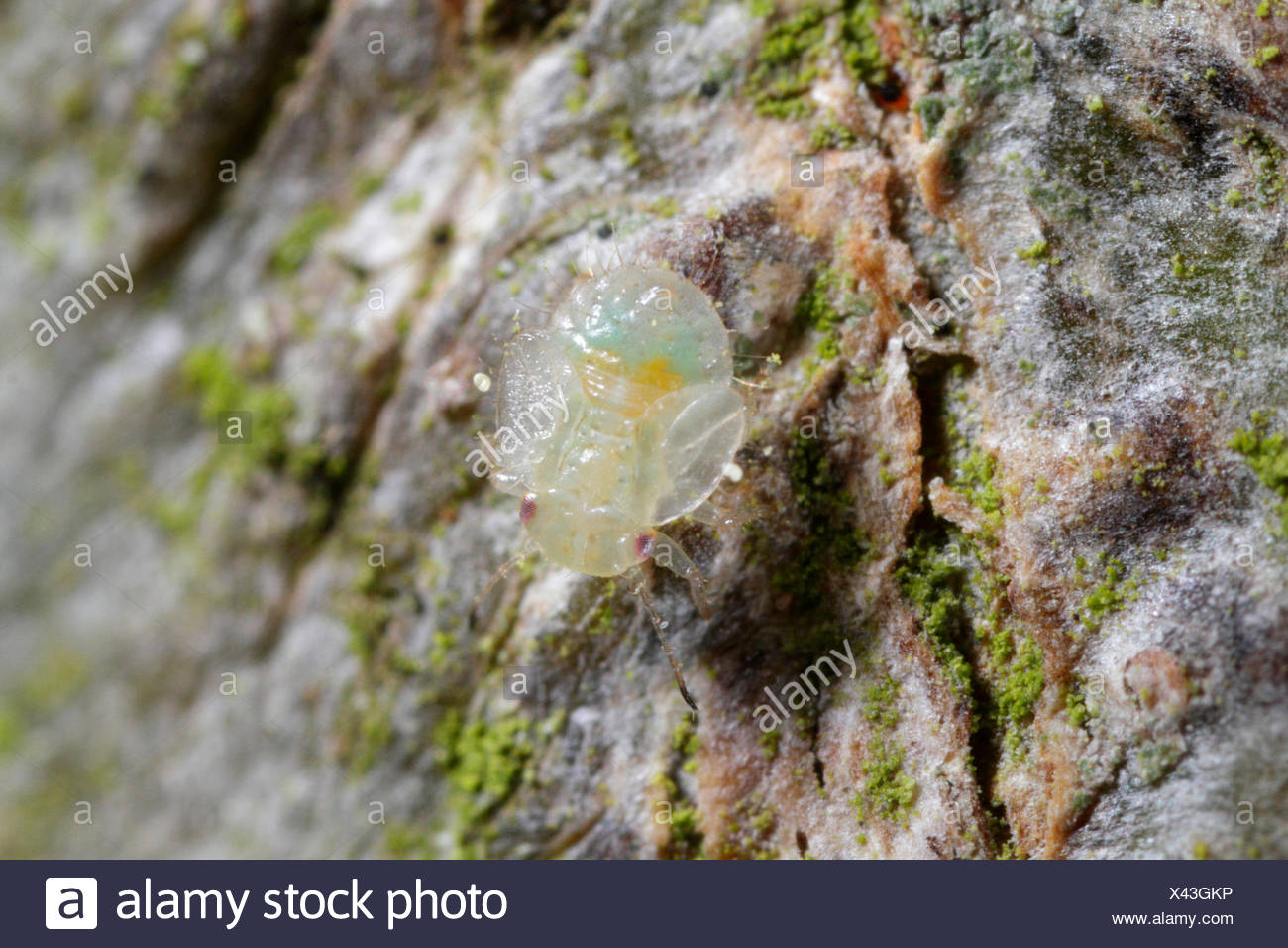 Psylloidea High Resolution Stock Photography and Images - Alamy
