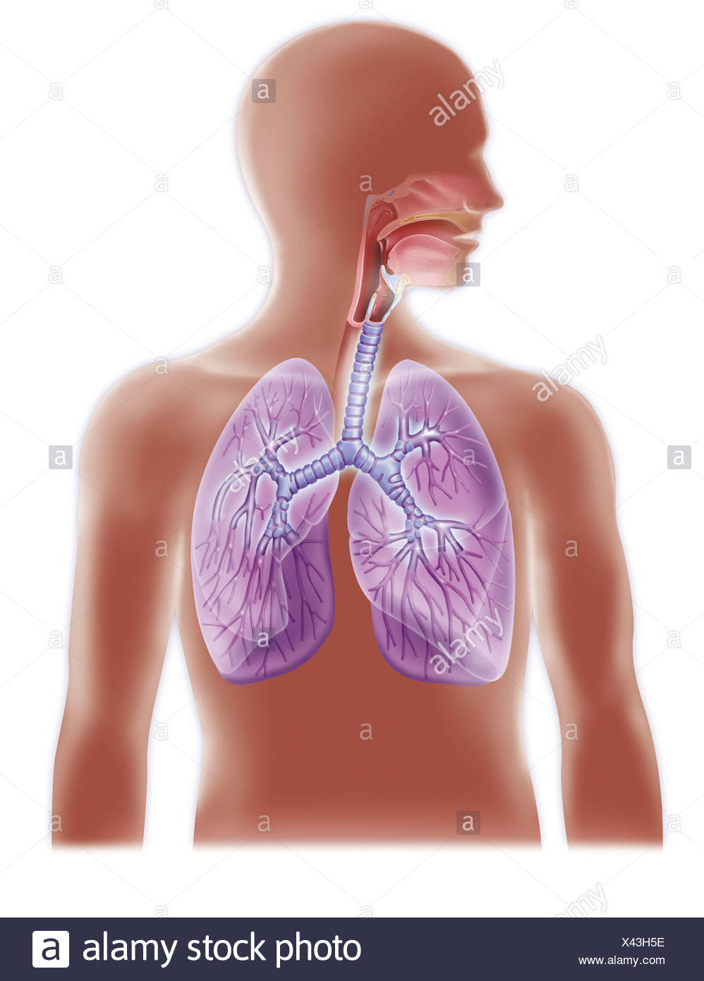 Nasal Cavity Drawings High Resolution Stock Photography and Images - Alamy