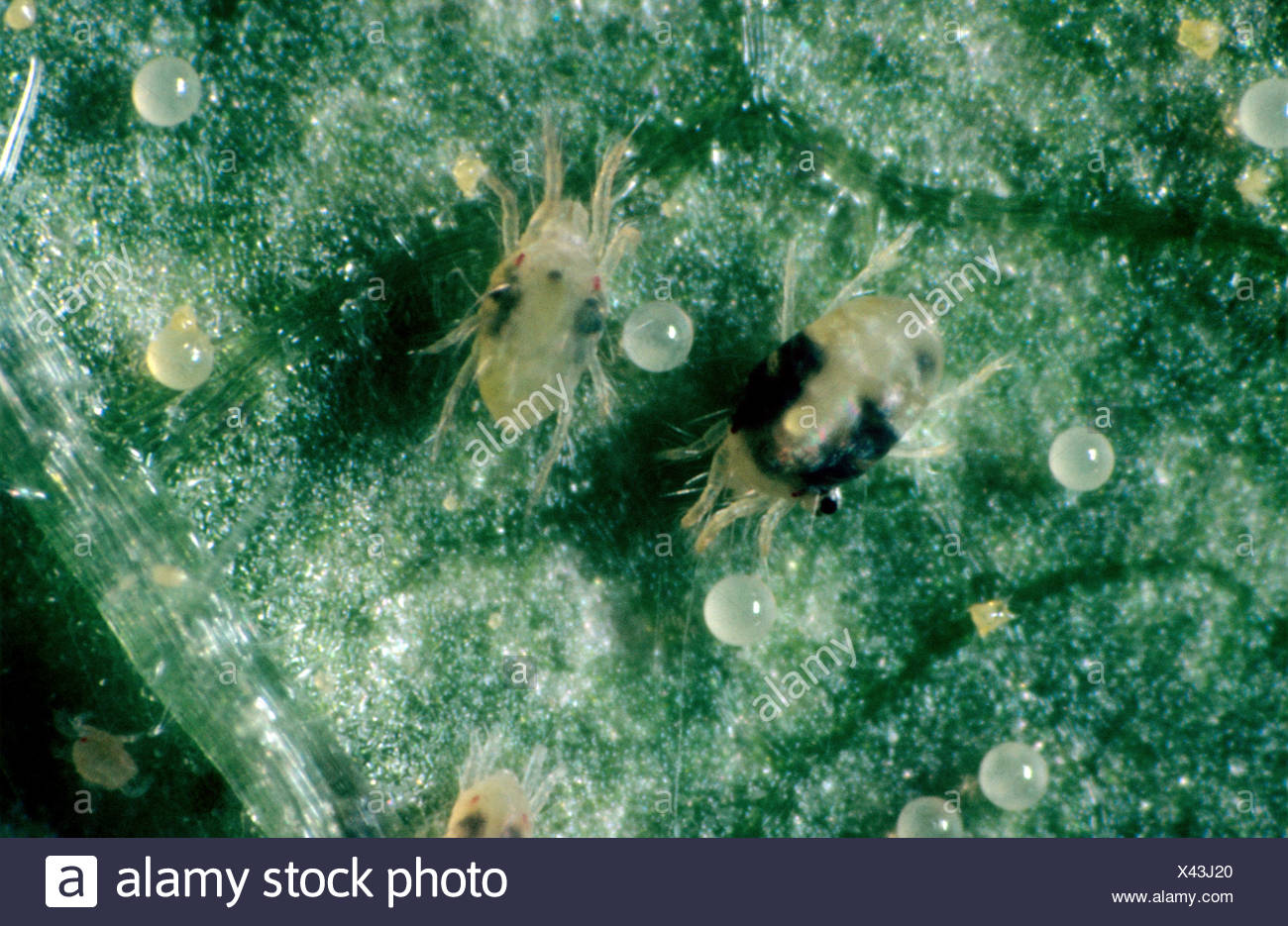 Mite Eggs High Resolution Stock Photography and Images - Alamy