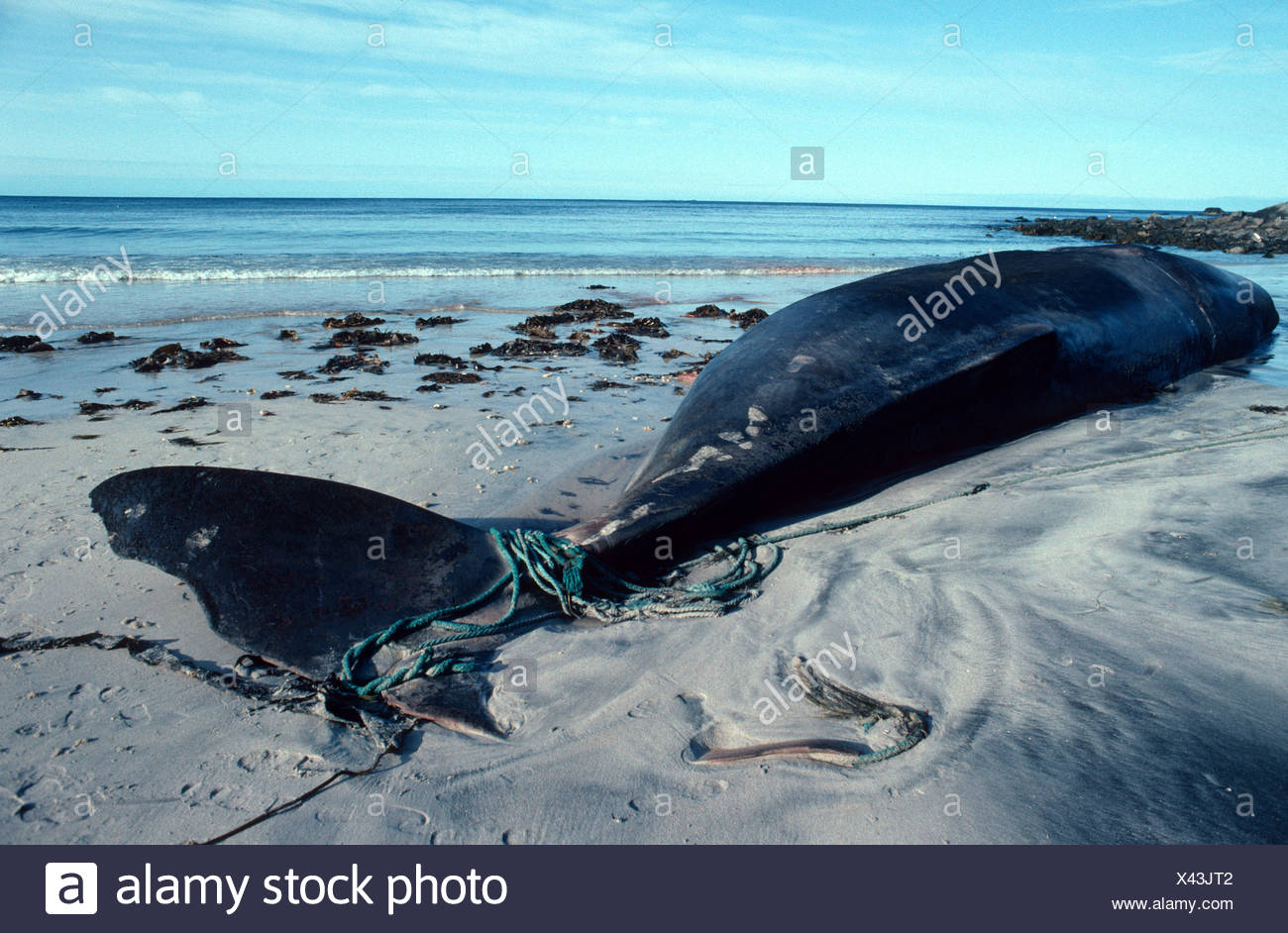 Spermaceti Stock Photos & Spermaceti Stock Images - Alamy