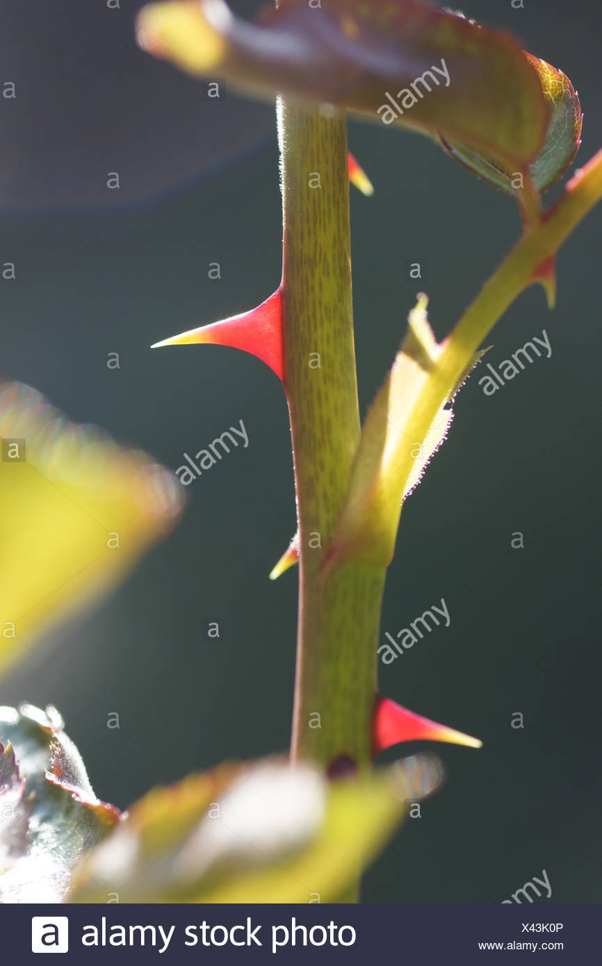 Prickles Stock Photos & Prickles Stock Images - Alamy