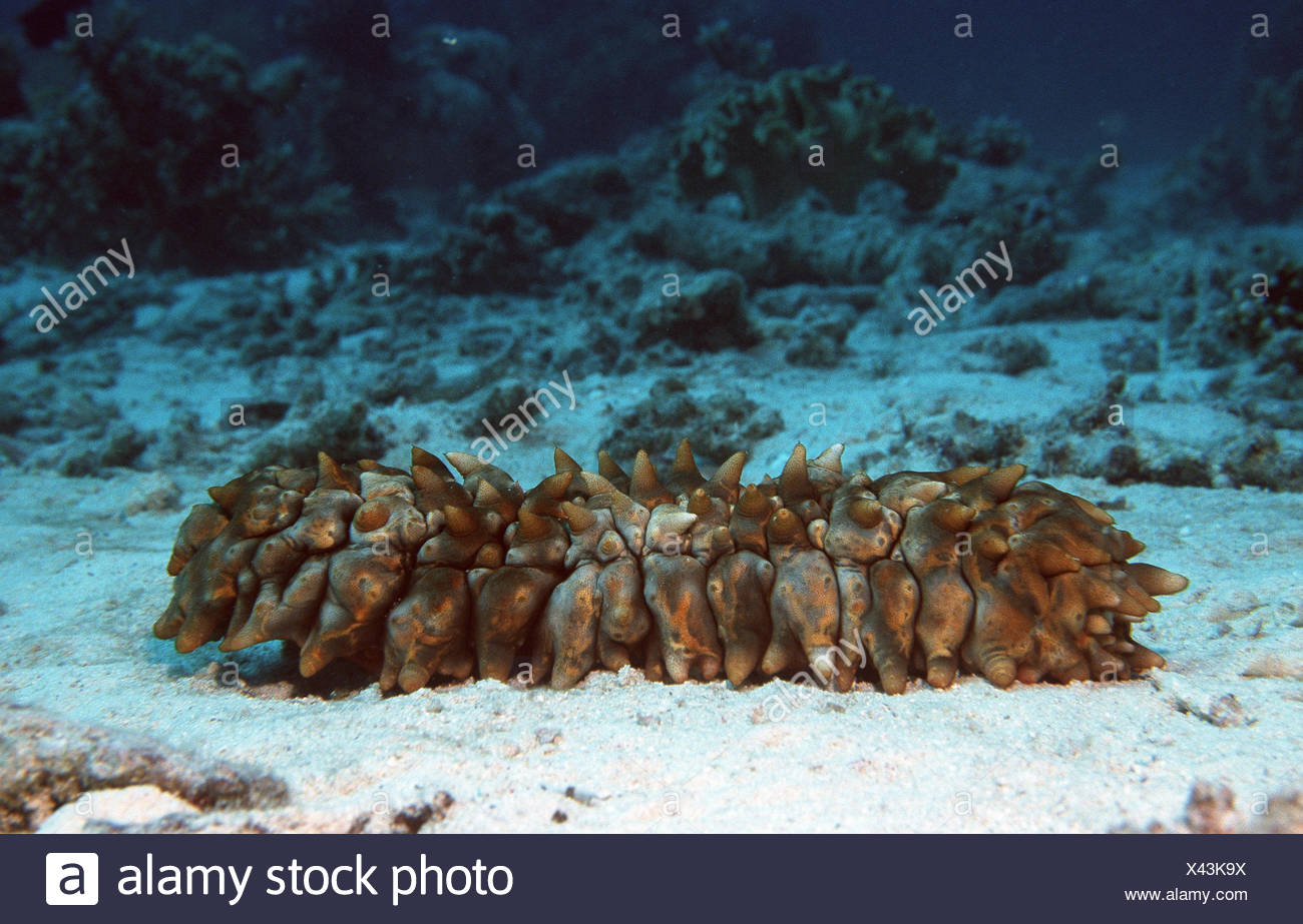 Stichopus Stock Photos & Stichopus Stock Images - Alamy