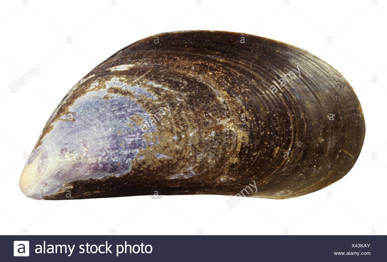 Common Mussel Mytilus Edulis High Resolution Stock Photography and ...