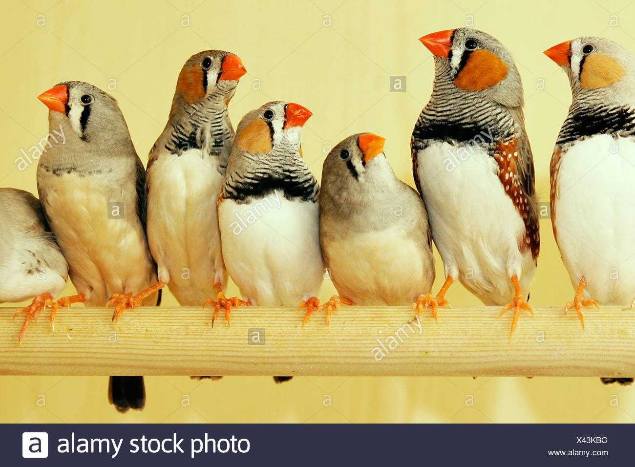 Canary Cage Stock Photos & Canary Cage Stock Images - Alamy