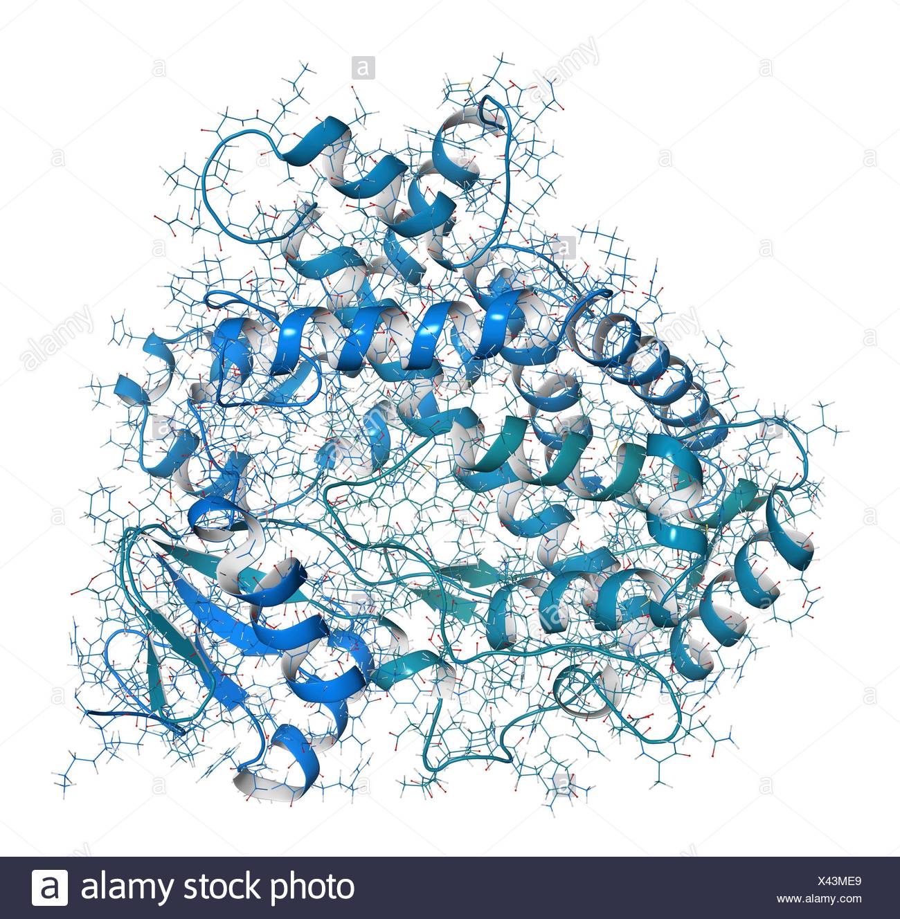 Enzyme Substrate Complex High Resolution Stock Photography and Images ...