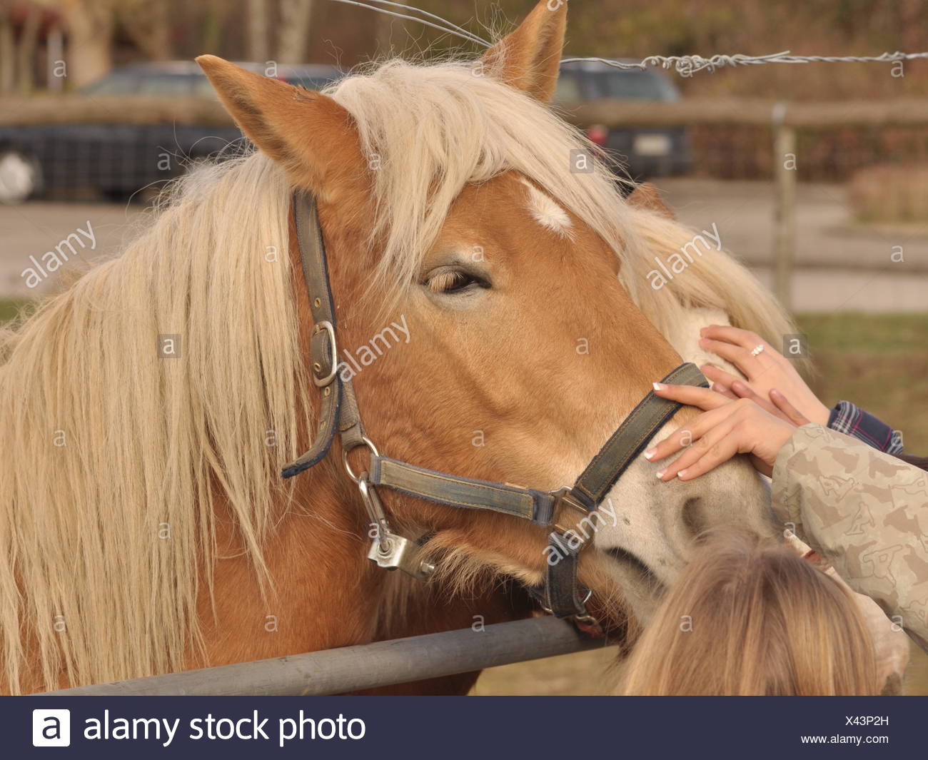 Dummy Horse Stock Photos & Dummy Horse Stock Images - Alamy