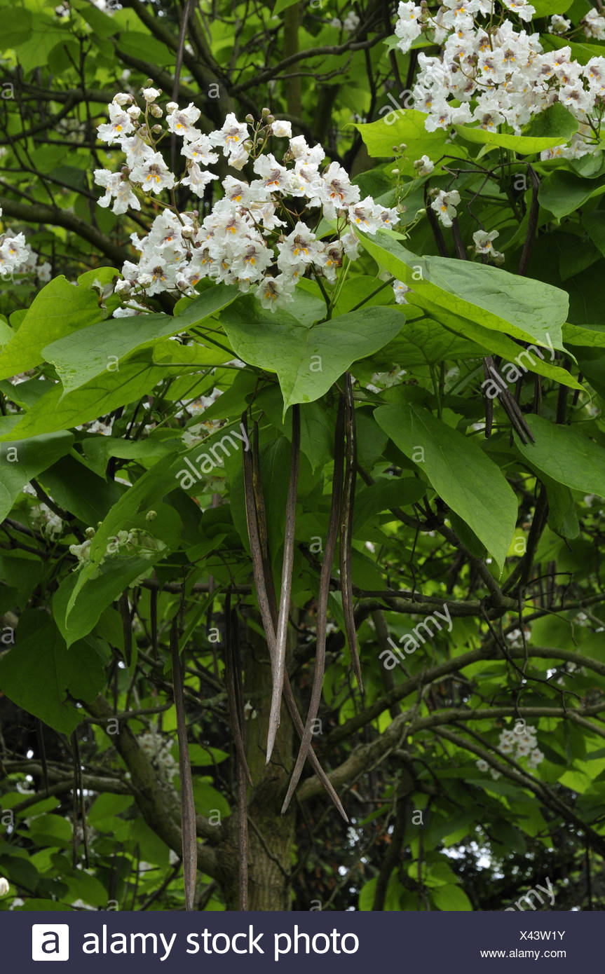 Indian Bean Tree High Resolution Stock Photography and Images - Alamy