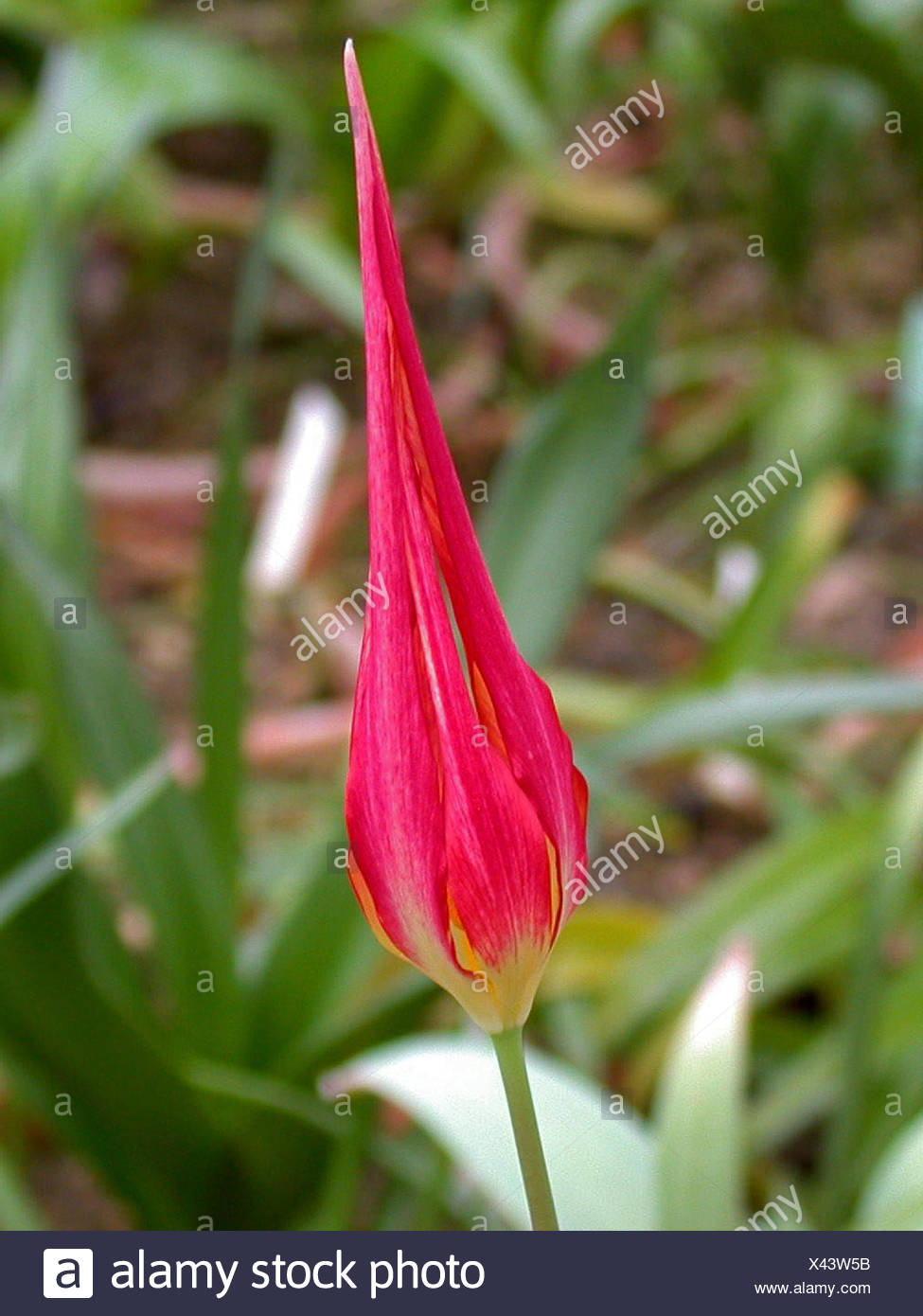 Tulip Fire Stock Photos & Tulip Fire Stock Images - Alamy