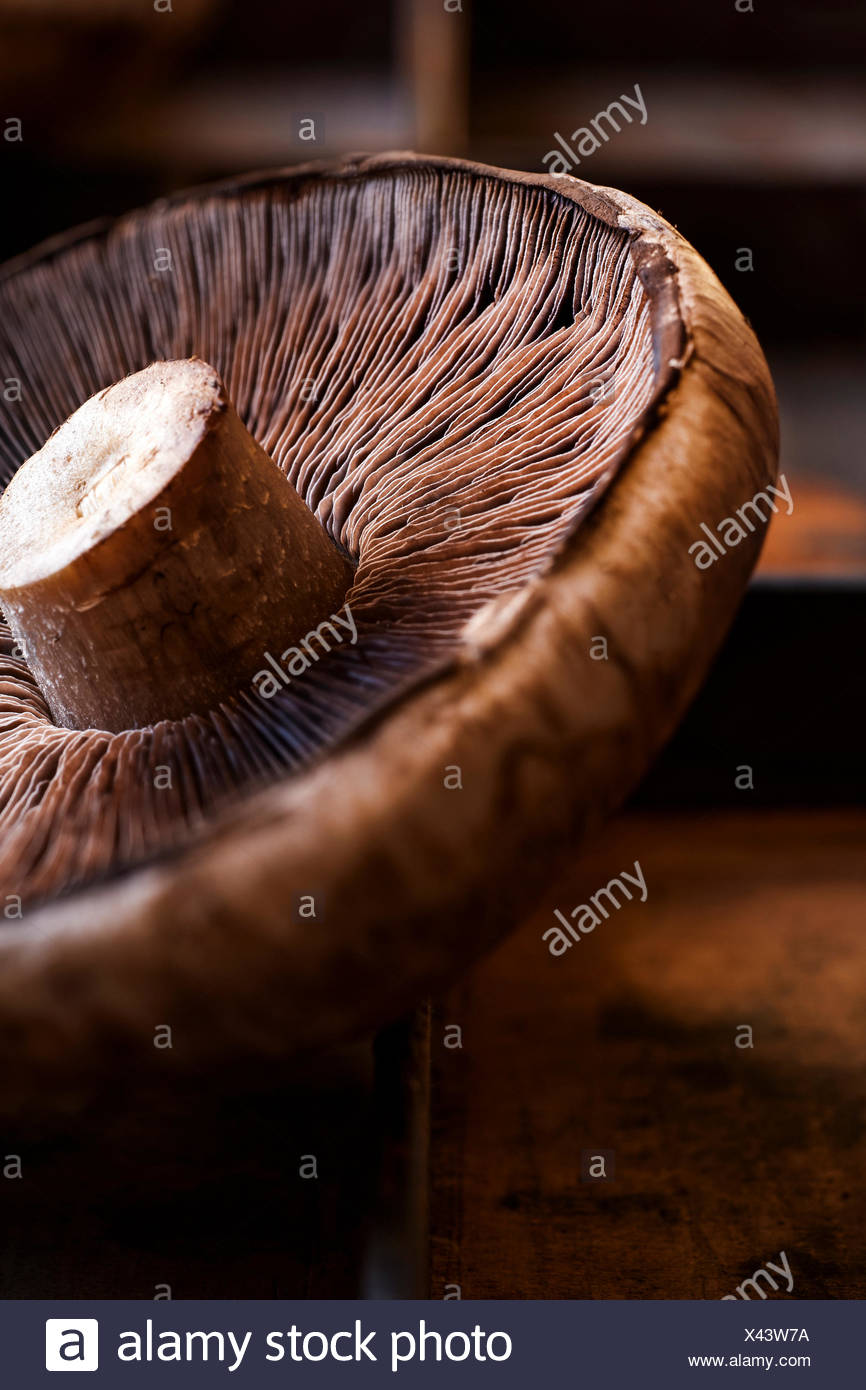 Mushroom Texture High Resolution Stock Photography and Images - Alamy