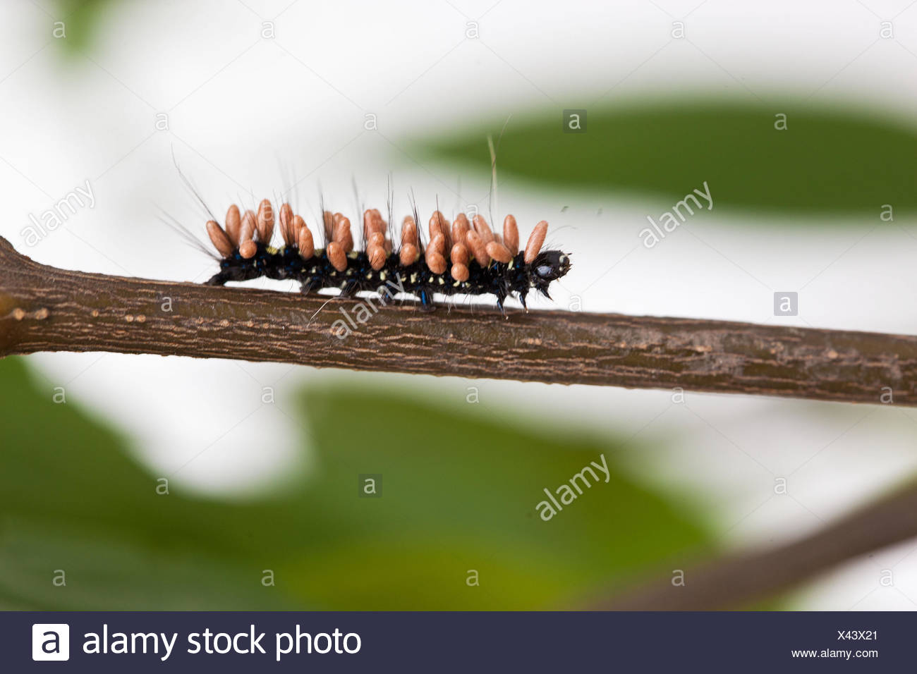 Braconid High Resolution Stock Photography and Images - Alamy