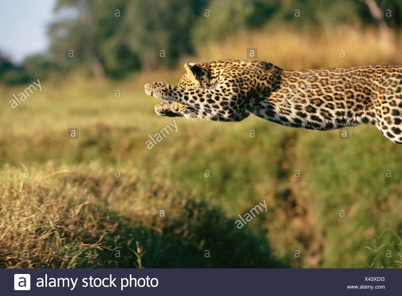 Leopard Jumping High Resolution Stock Photography and Images - Alamy