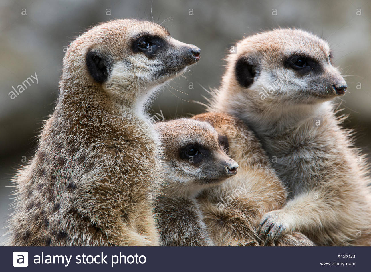 Mongoose Gang High Resolution Stock Photography and Images - Alamy