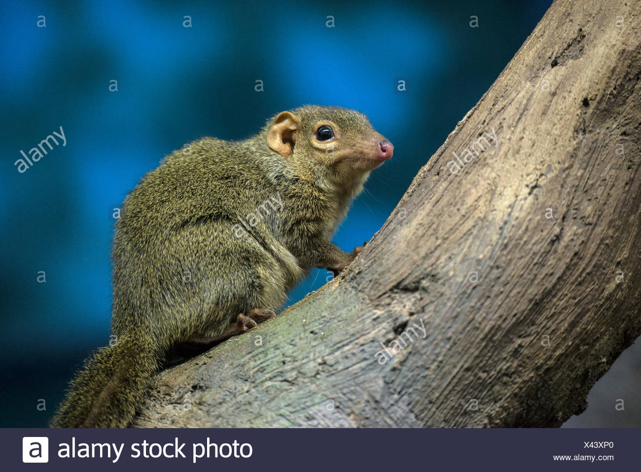Tupaia High Resolution Stock Photography and Images - Alamy