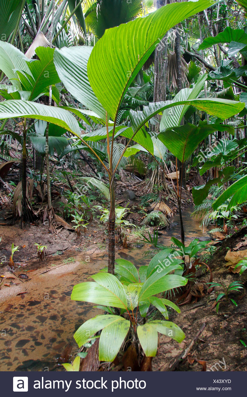 National Plant Of The Seychelles High Resolution Stock Photography and ...