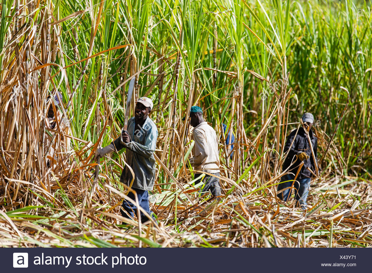 Sugar Cane Plantation Workers High Resolution Stock Photography and ...