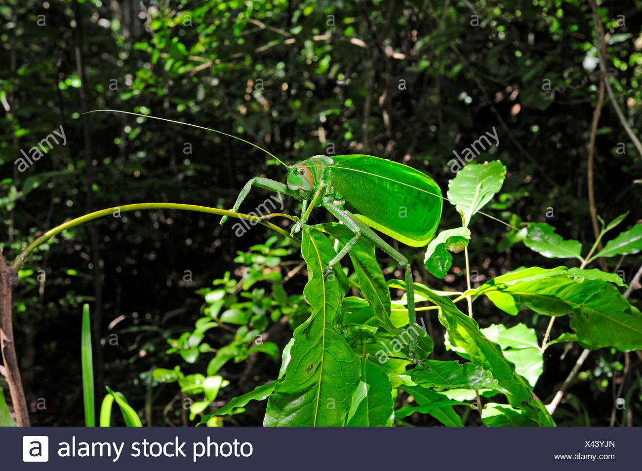 Jungle Animals Rainforest High Resolution Stock Photography and Images ...