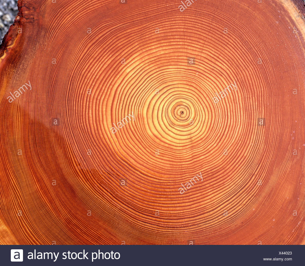 Cross Section Of Timber High Resolution Stock Photography and Images ...