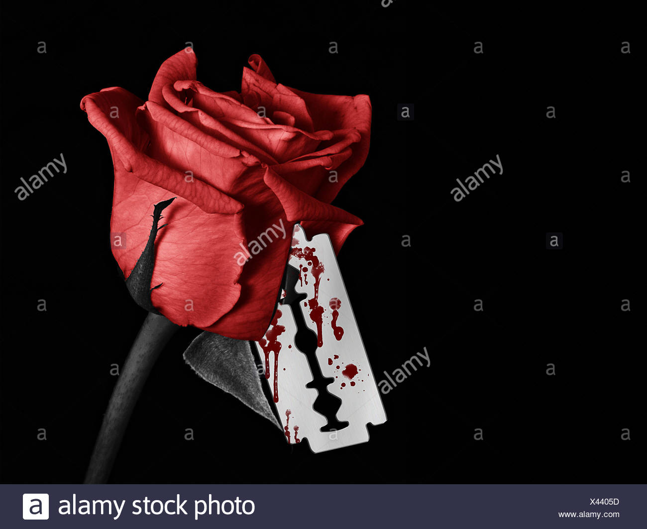 Blood Rose Flower High Resolution Stock Photography and Images - Alamy