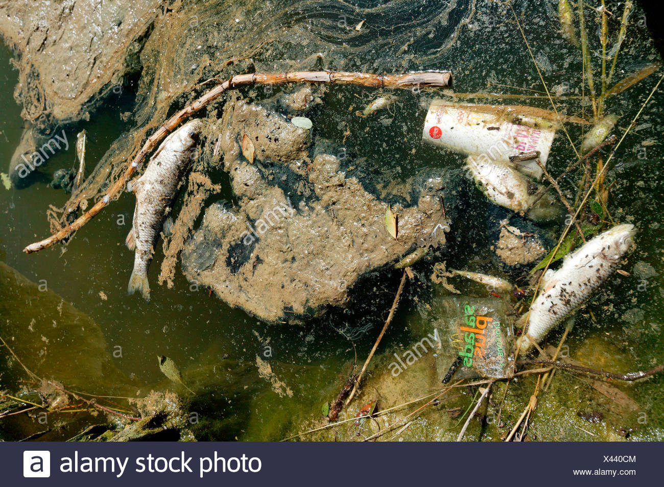 Water Pollution Dead Fish High Resolution Stock Photography and Images ...