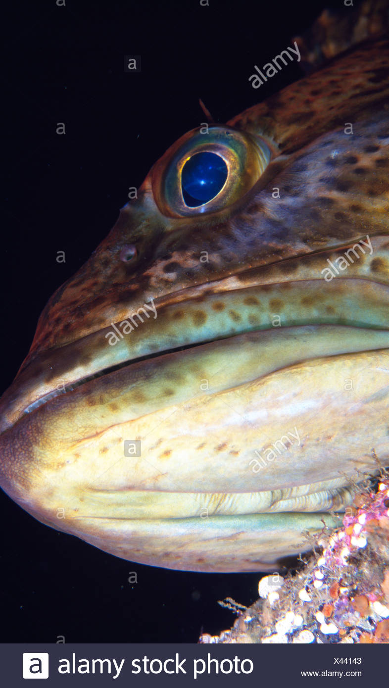 Lingcod Fish Stock Photos & Lingcod Fish Stock Images - Alamy