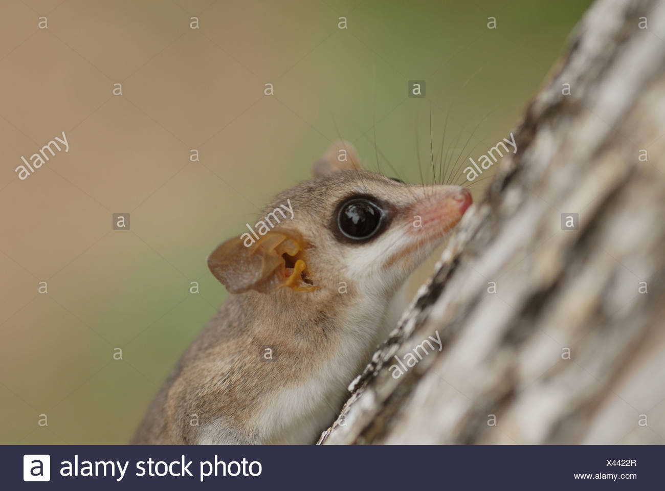 Marsupial Mouse High Resolution Stock Photography and Images - Alamy