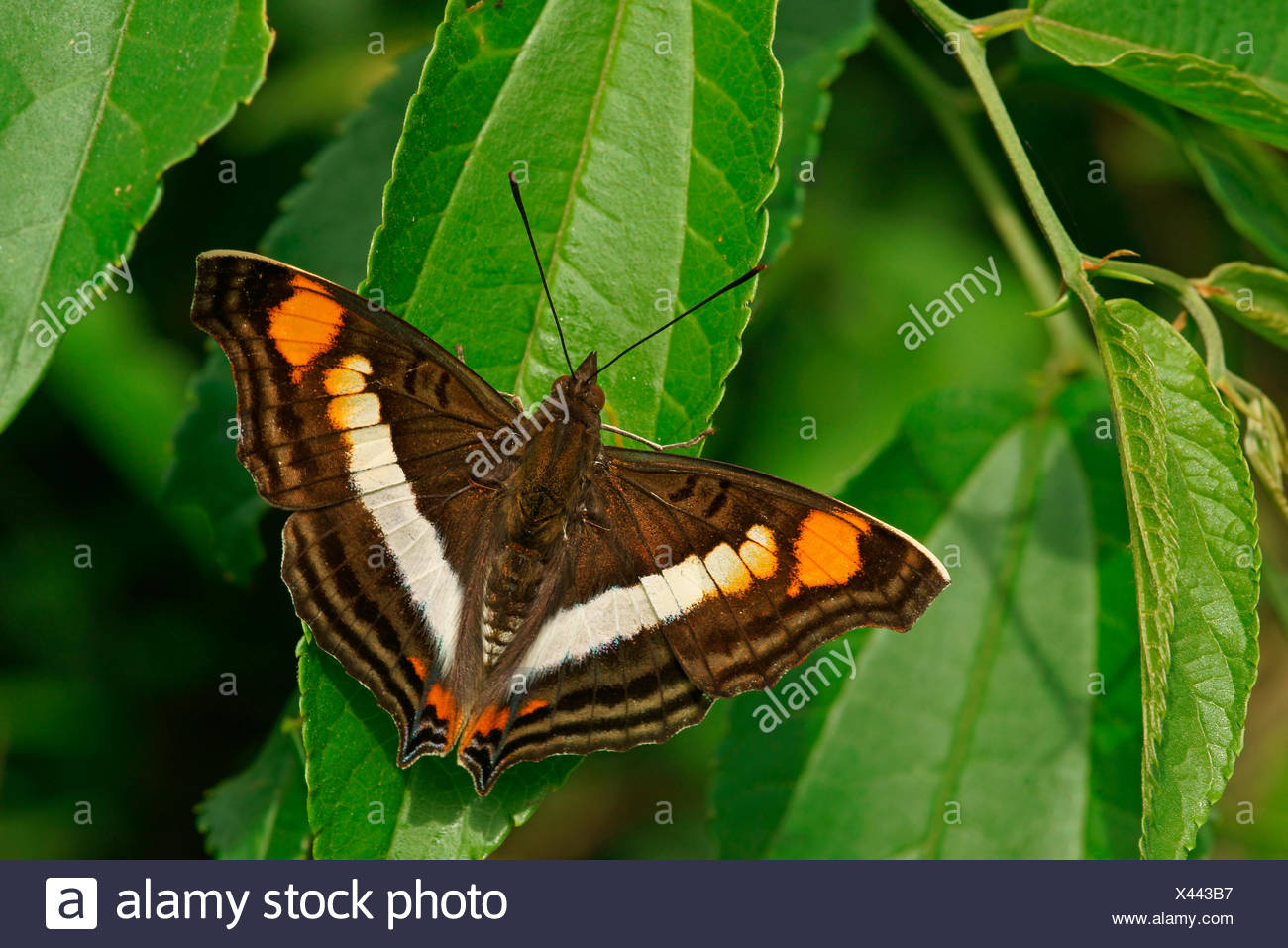 Brazil Butterfly High Resolution Stock Photography and Images - Alamy