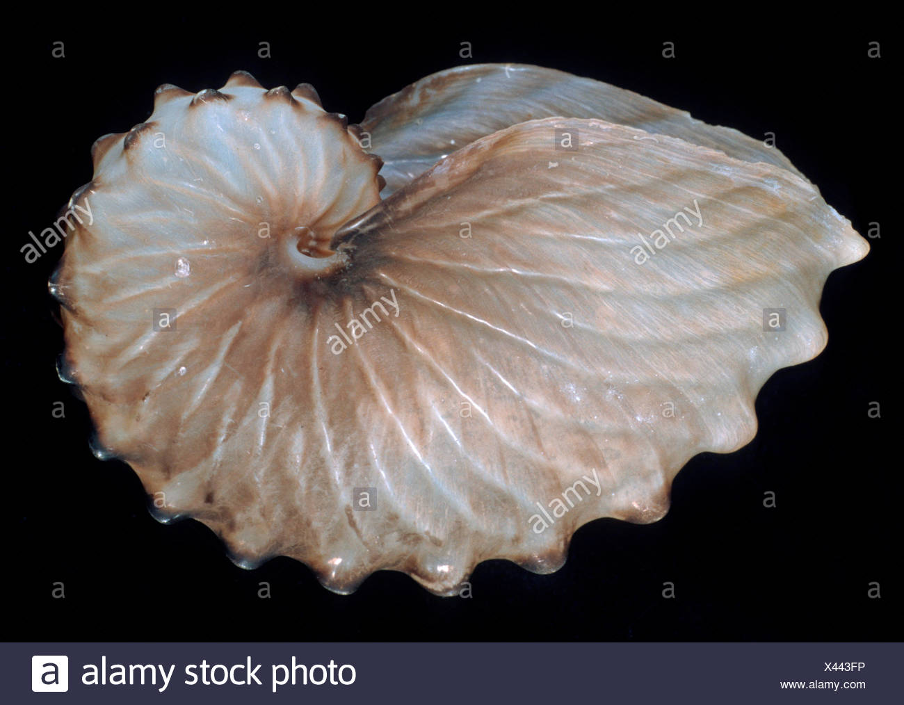 Argonauta High Resolution Stock Photography and Images - Alamy