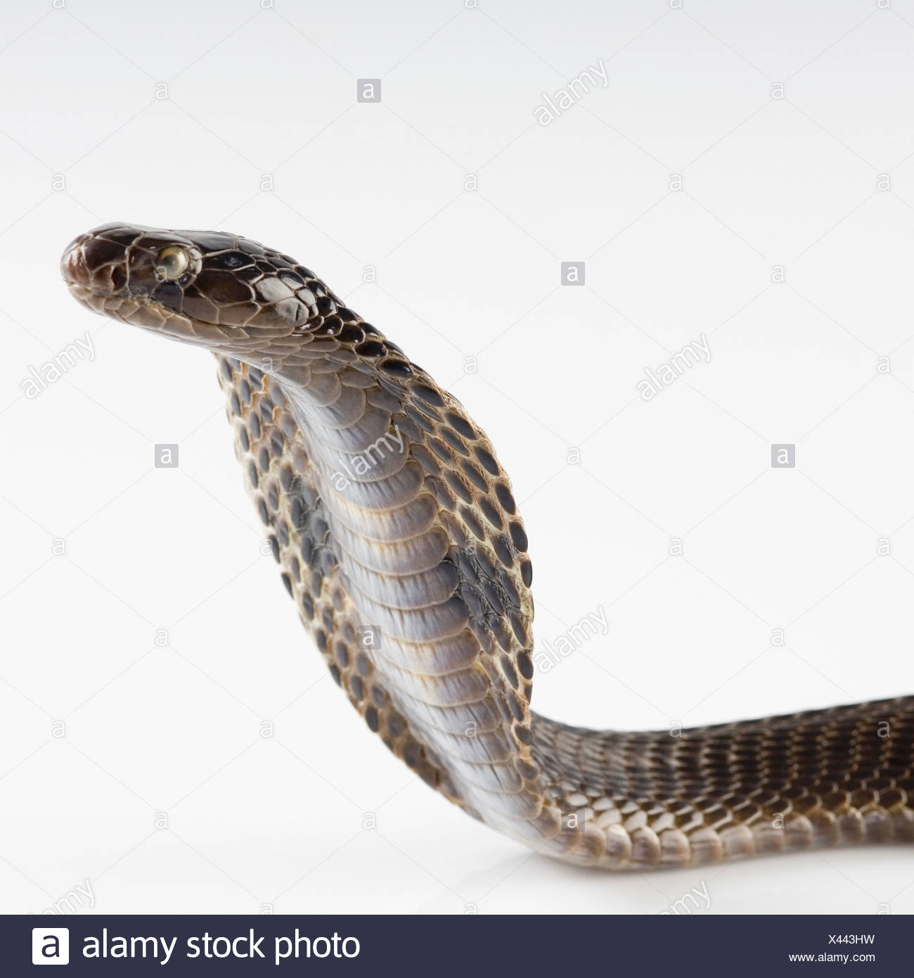 Spitting Cobra Stock Photos & Spitting Cobra Stock Images - Alamy