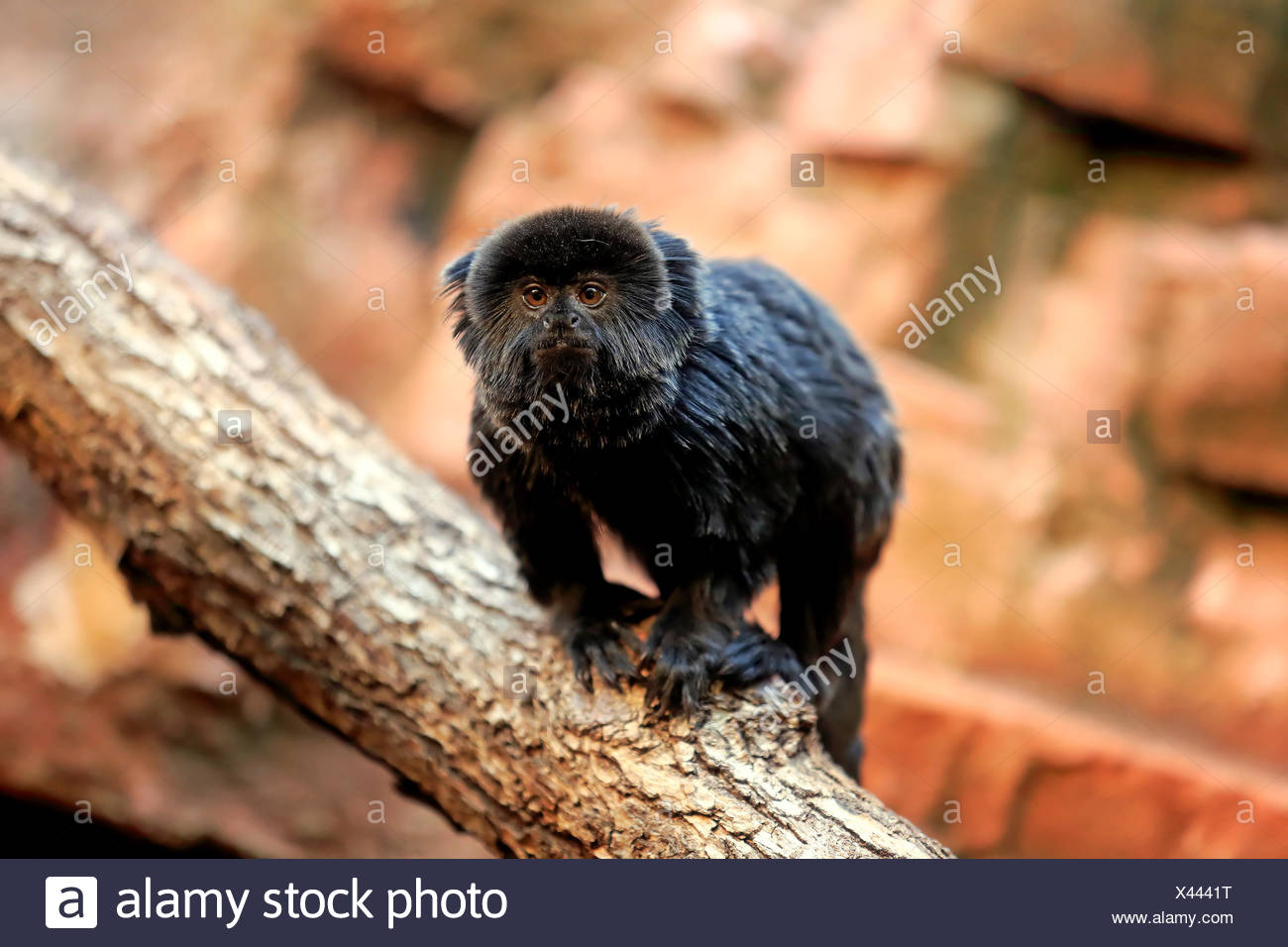 Callitrichid High Resolution Stock Photography and Images - Alamy