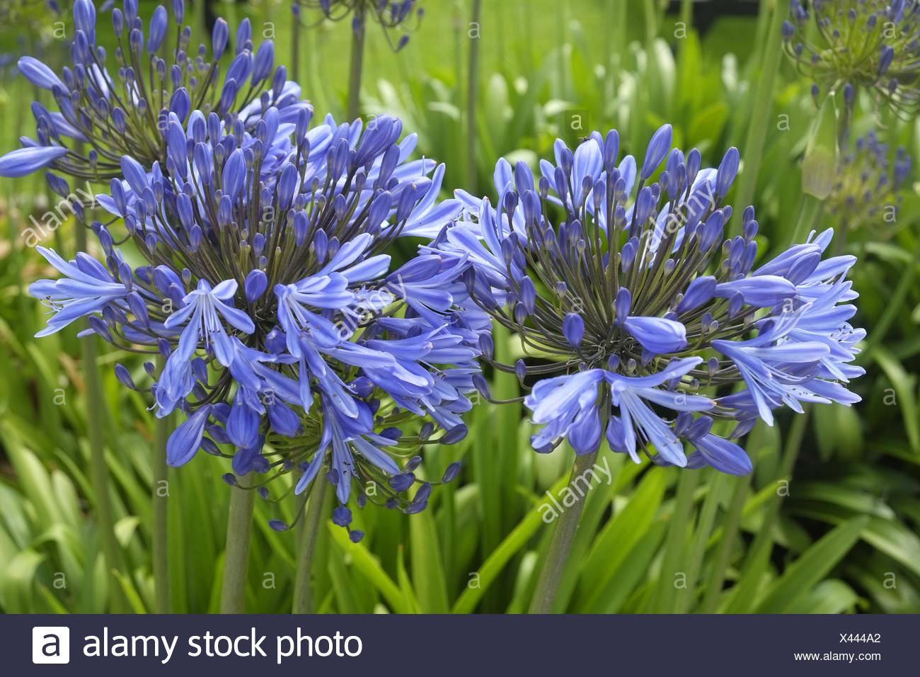 Agapanthus High Resolution Stock Photography and Images - Alamy