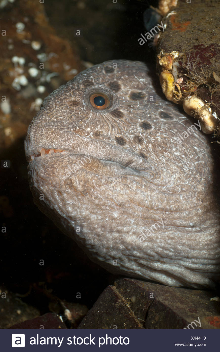 Anarrhichthys Ocellatus Stock Photos & Anarrhichthys Ocellatus Stock ...