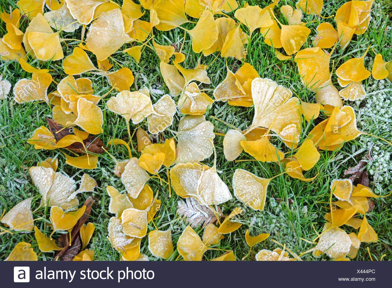 Gingkoleaf High Resolution Stock Photography and Images - Alamy
