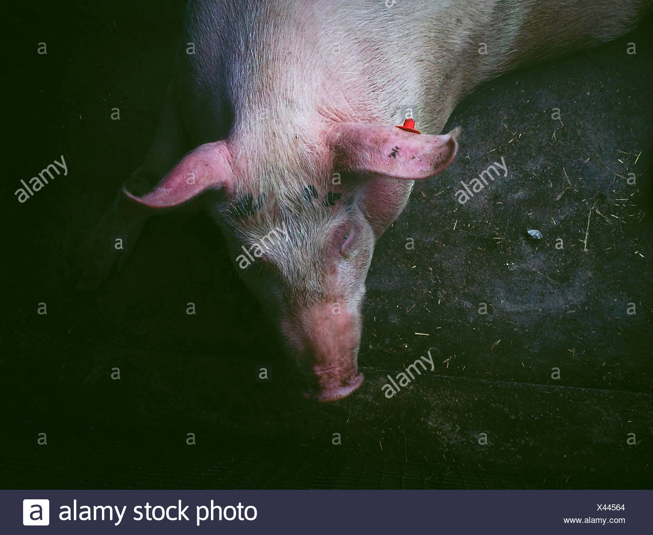 Pig Standing High Resolution Stock Photography and Images - Alamy