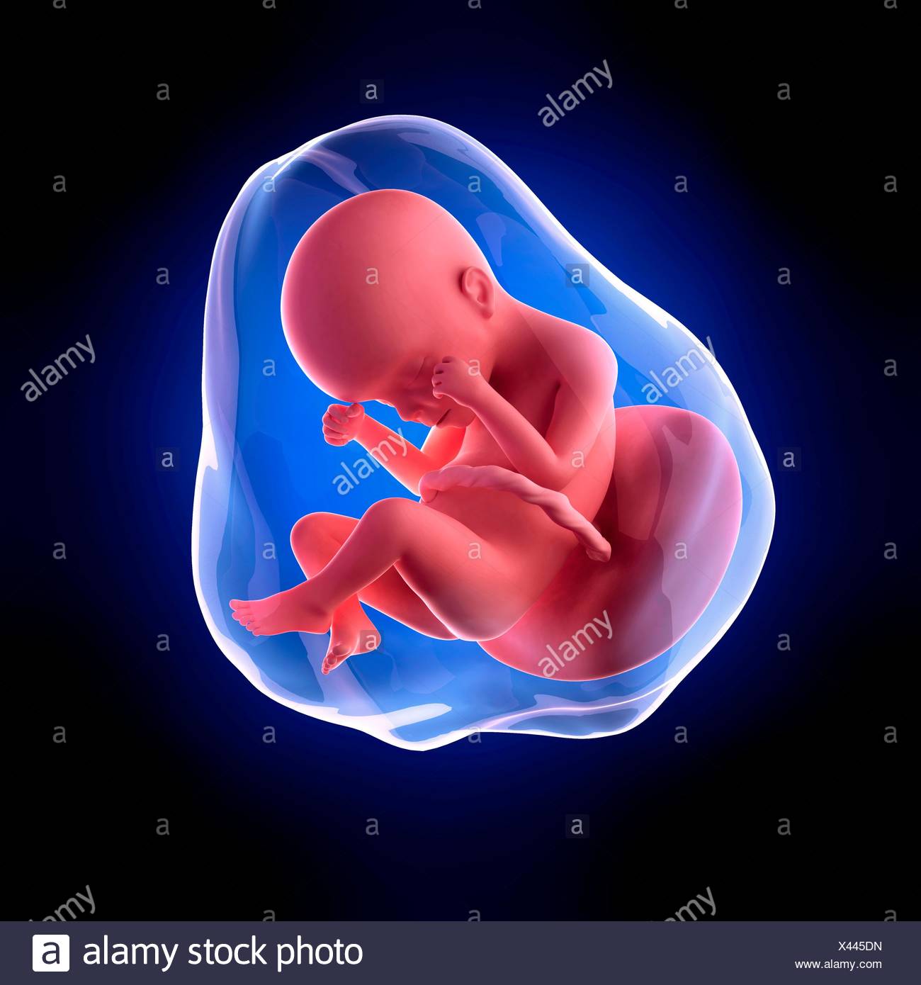 Fetus 24 Weeks Stock Photos & Fetus 24 Weeks Stock Images - Alamy