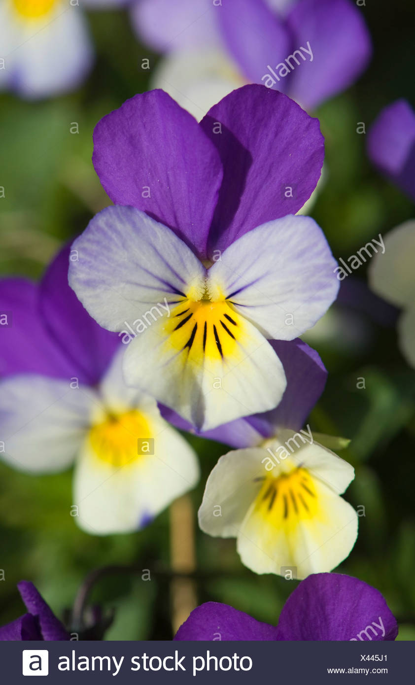 Viola Tricolor Wild High Resolution Stock Photography and Images - Alamy