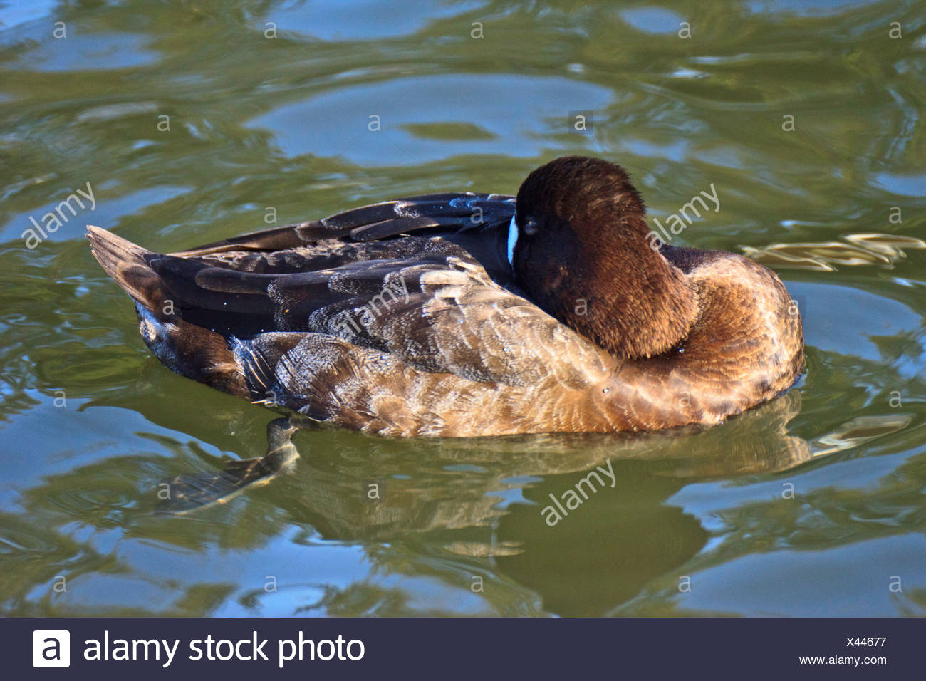 Bluebill Duck High Resolution Stock Photography and Images - Alamy