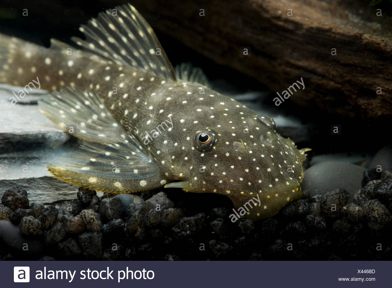 White Spotted Fish High Resolution Stock Photography and Images - Alamy