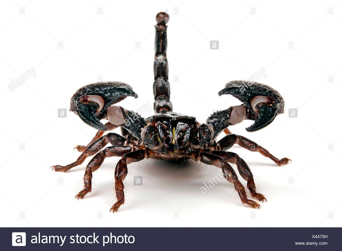 Tanzanian Red Clawed Scorpion High Resolution Stock Photography and ...