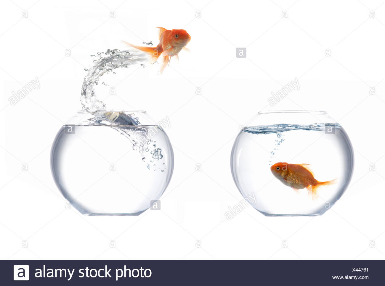 Gold Fish Jumping Stock Photos & Gold Fish Jumping Stock Images - Alamy