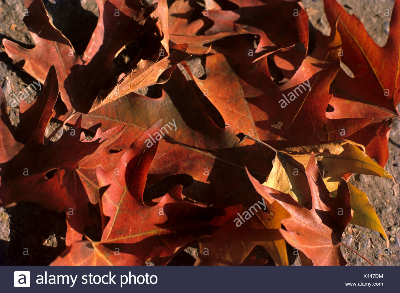 Chinar Leaves High Resolution Stock Photography and Images - Alamy