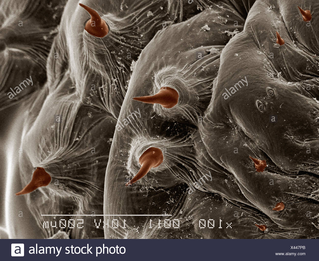 Human Bot Fly High Resolution Stock Photography and Images - Alamy